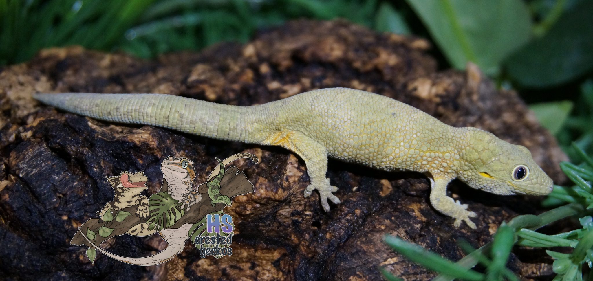 Eurydactylodes Care Info – HS Crested Geckos