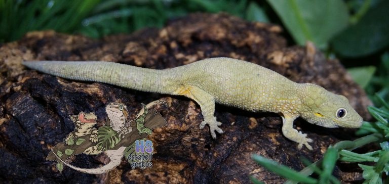 Eurydactylodes Care Info – HS Exotics and Supplies LLC
