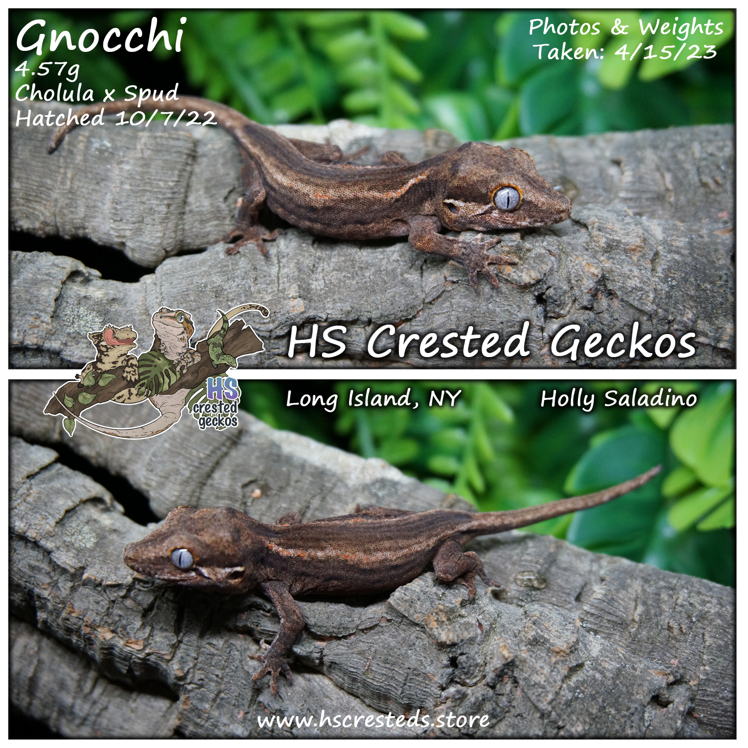 Available Geckos – HS Crested Geckos